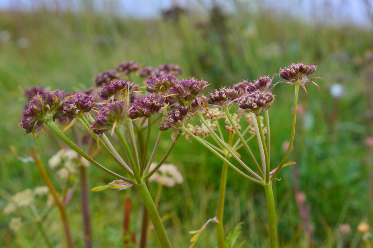 Hunting the Hairy Braya - Canadian Museum of Nature