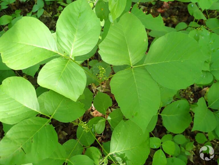 Identifying Poison Ivy - Canadian Museum of Nature