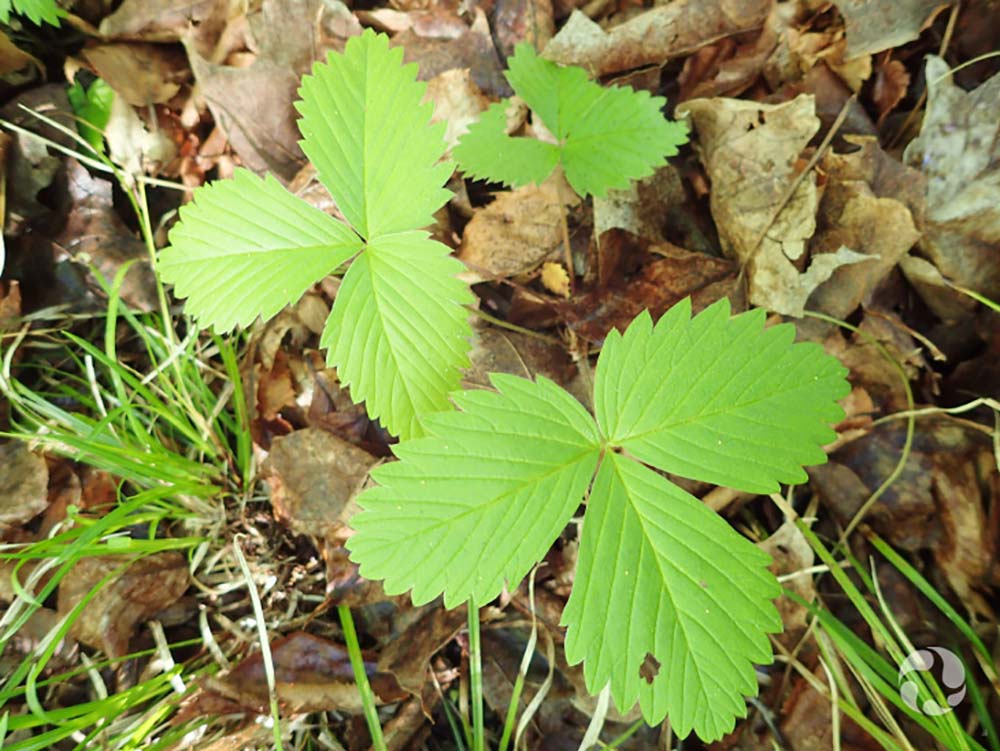 Apprendre à identifier l’herbe à puce - Musée canadien de la nature