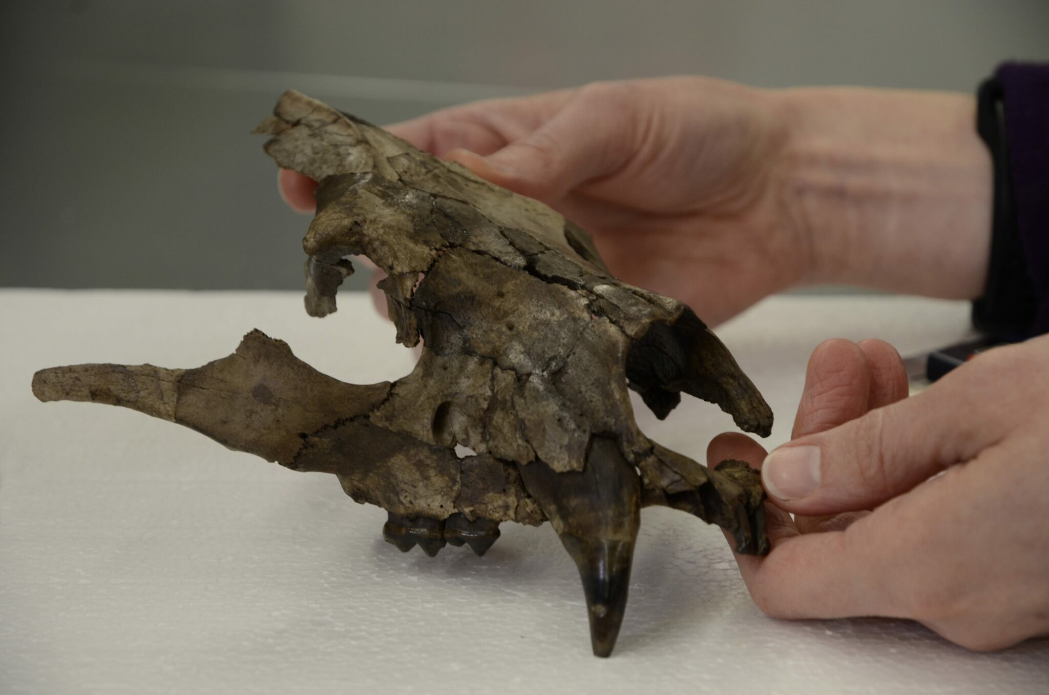 Discovering species on the shelves - Canadian Museum of Nature