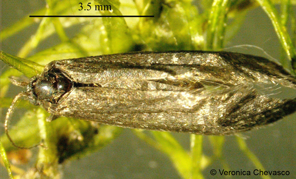 Finnish moth species is asexual with benefits - Canadian Museum of Nature