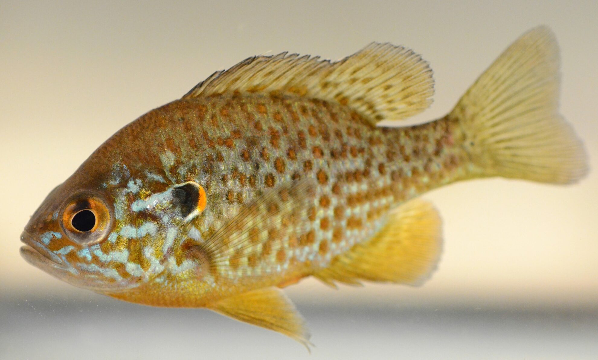 Small pond holds big fish diversity, and drama - Canadian Museum of Nature