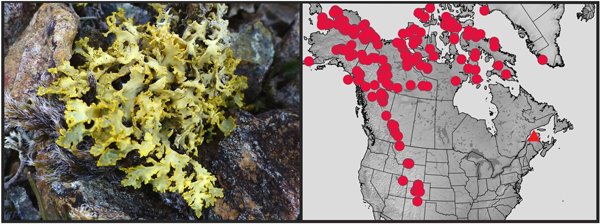 One Hundred Lichens - Canadian Museum of Nature