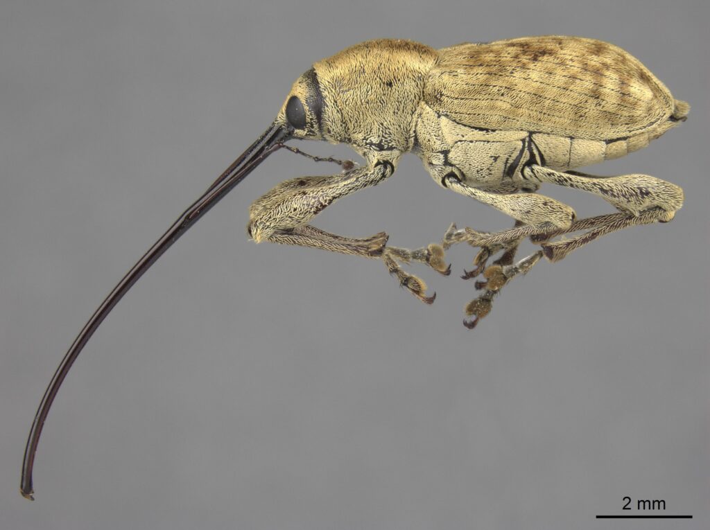 Co-Extinction - Canadian Museum of Nature