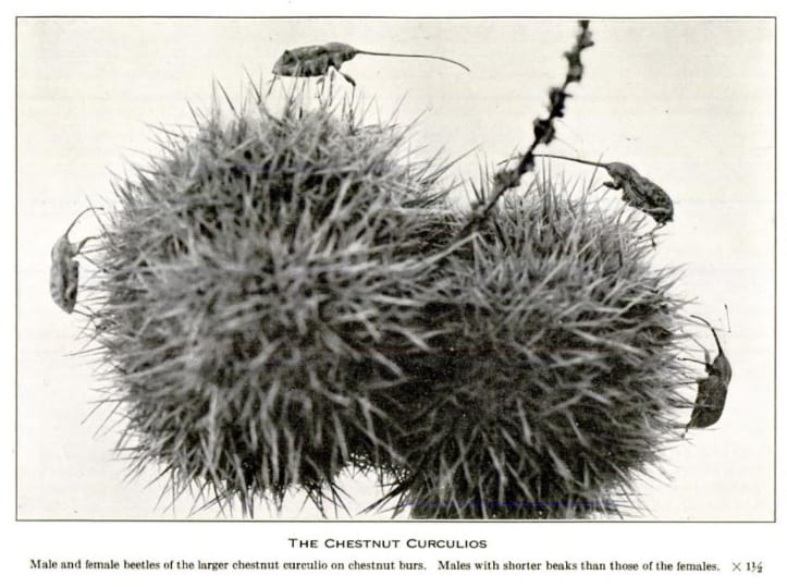 Co-Extinction - Canadian Museum of Nature