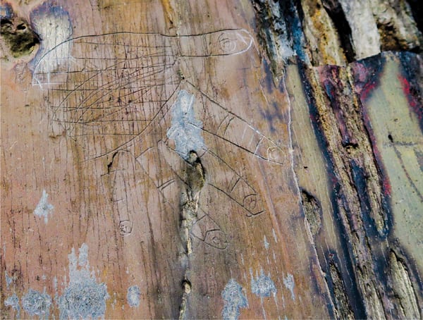 Solving the mystery - Canadian Museum of Nature