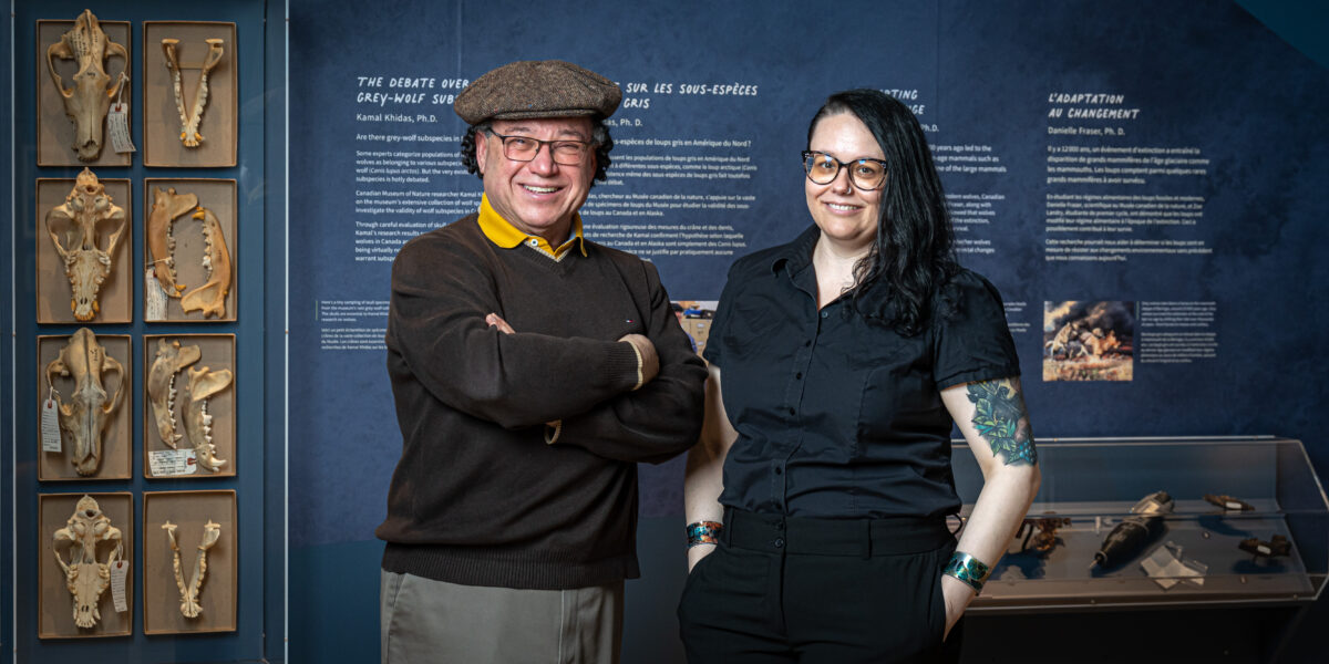 New exhibition about wolves - Canadian Museum of Nature