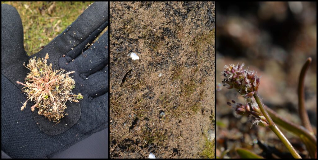 Where in the World Is Snow Grass? Part 1 - Canadian Museum of Nature