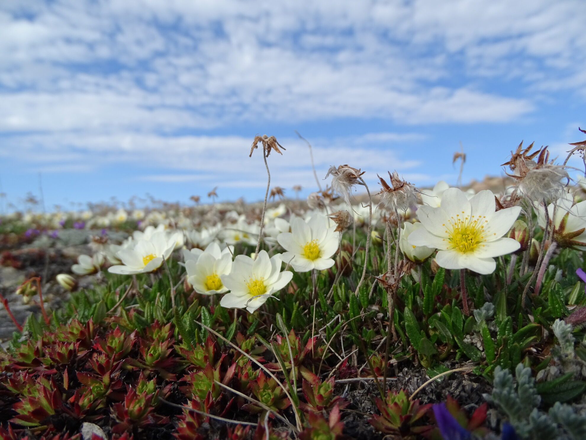 Arctic Flowering Times Preserved in the Collection - Canadian Museum of Nature