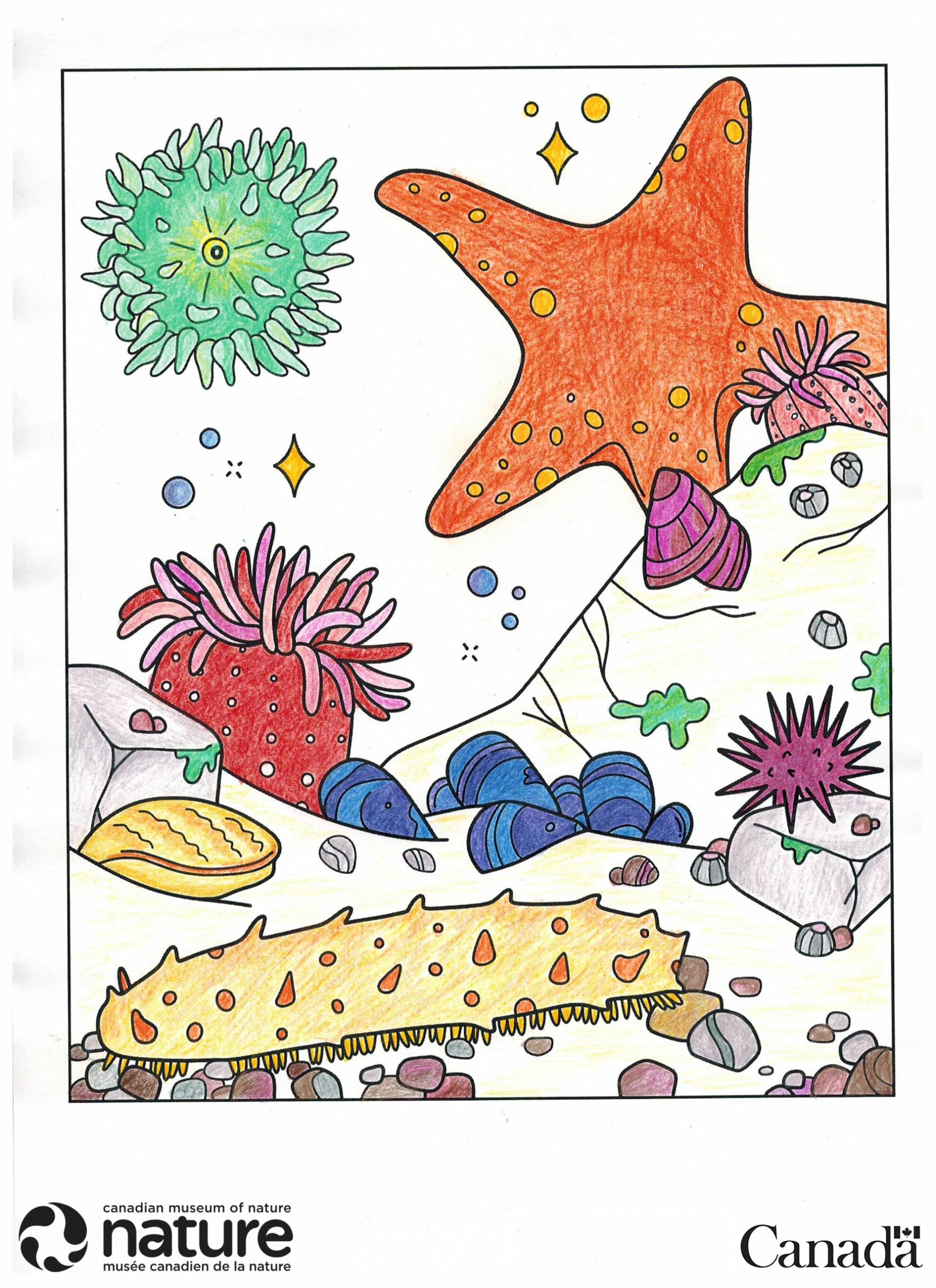Colouring - Canadian Museum of Nature
