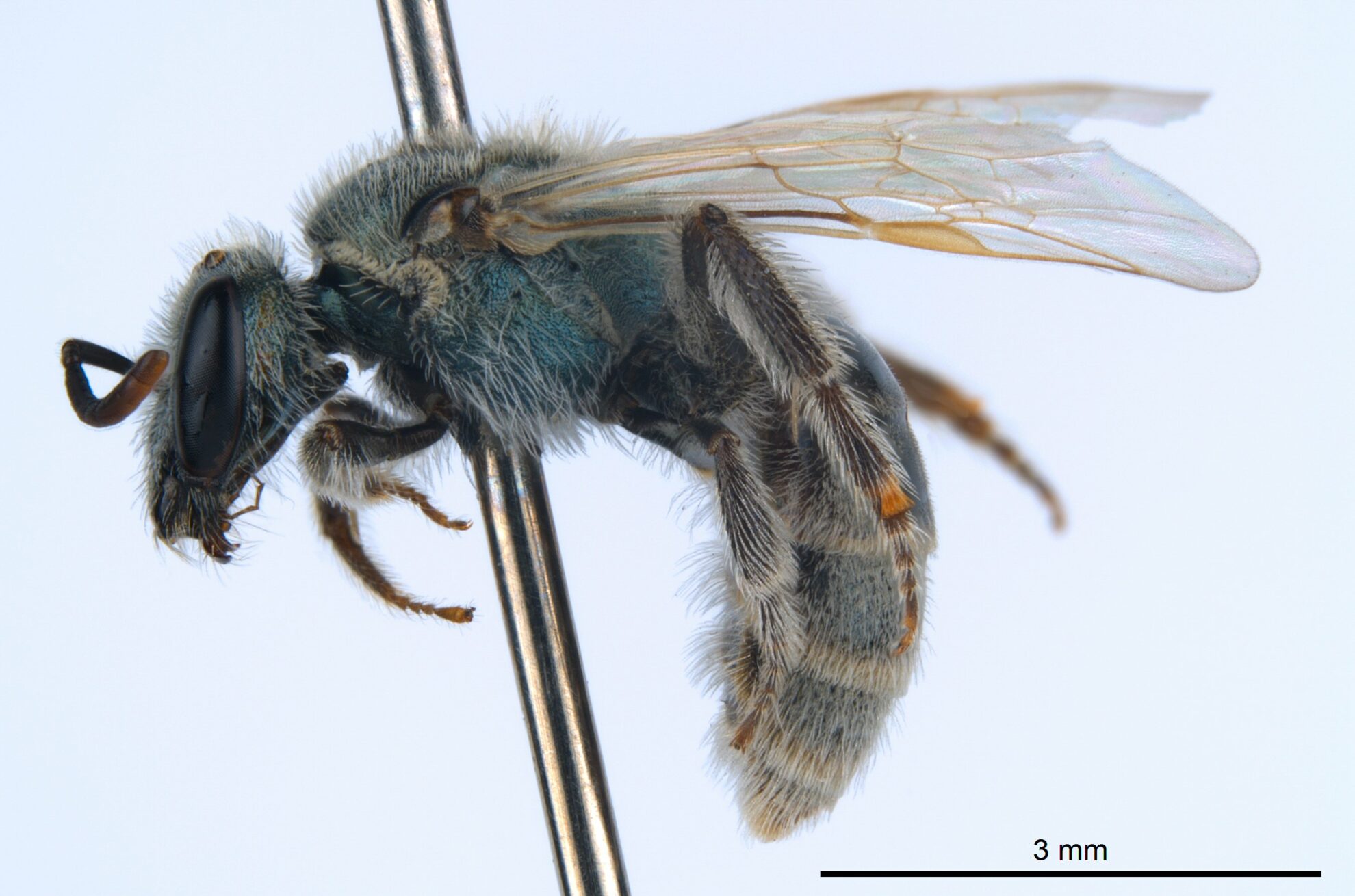 Dunes, wasps and bees - Canadian Museum of Nature