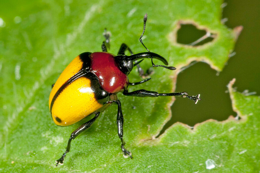 Rainforest Richness - Canadian Museum of Nature