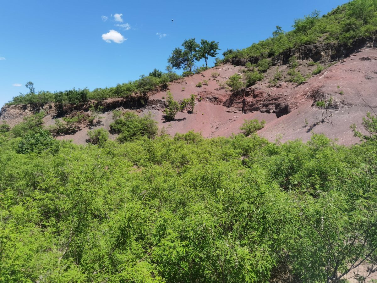 Fossil: Mammal attacks dinosaur - Canadian Museum of Nature