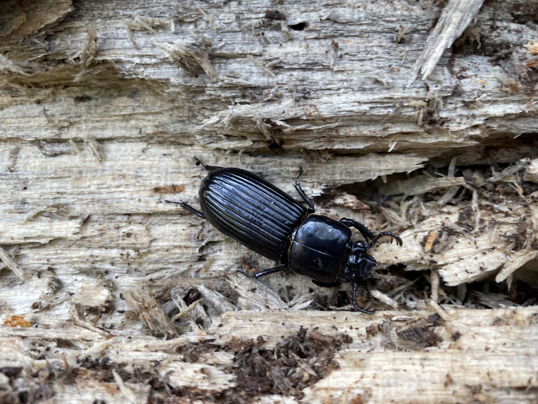 Scarab Beetles - Canadian Museum of Nature