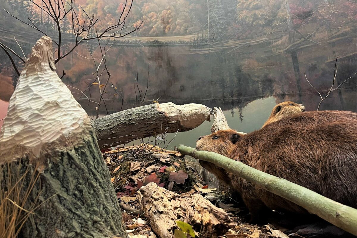Billy the Beaver's Natural Environment—On-Site School Workshop ...
