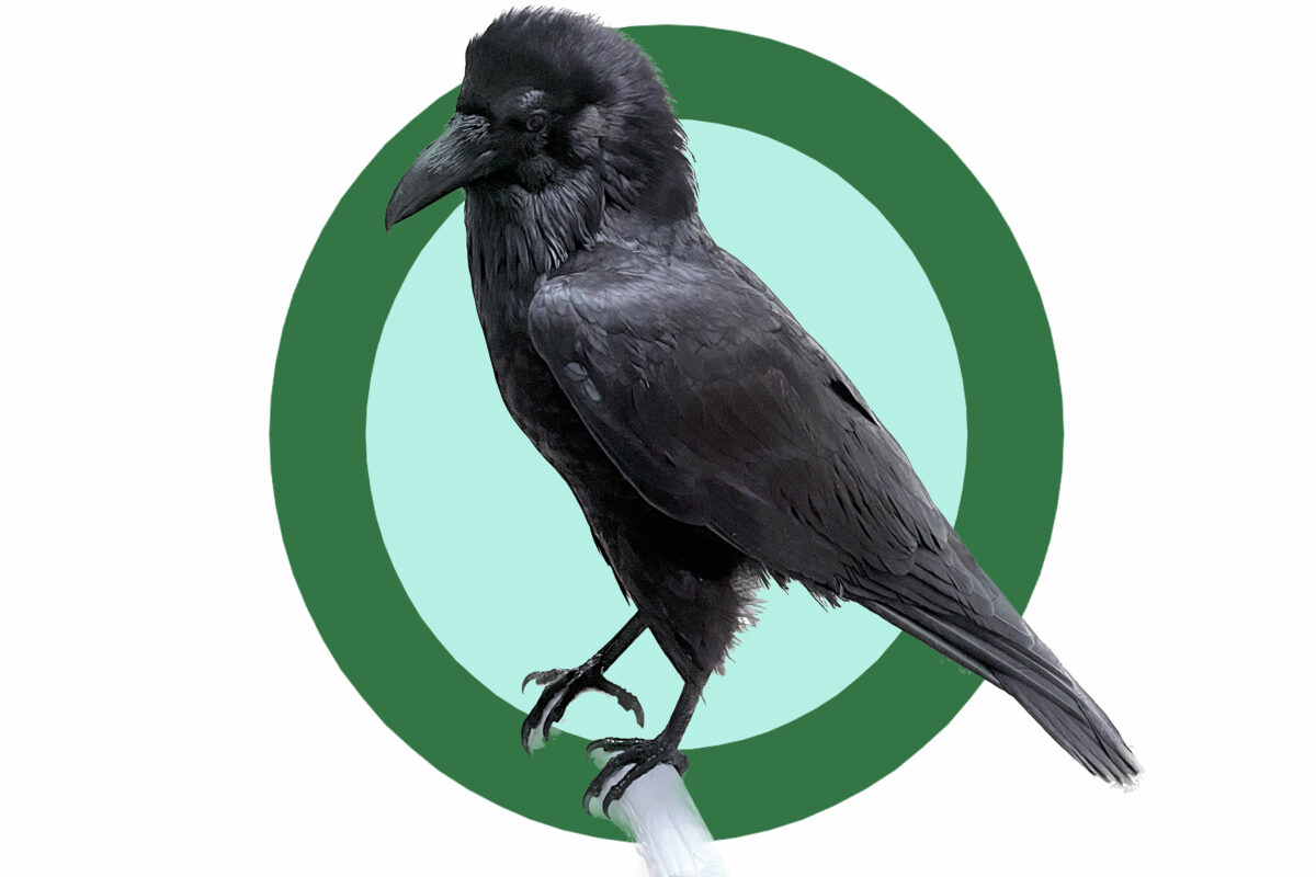 The Raven's Riddles Virtual Workshop - Canadian Museum of Nature
