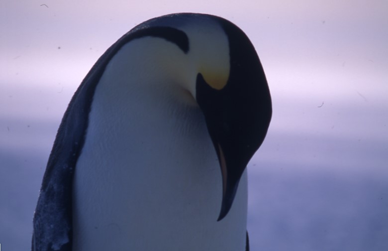 Under the Sea - Canadian Museum of Nature