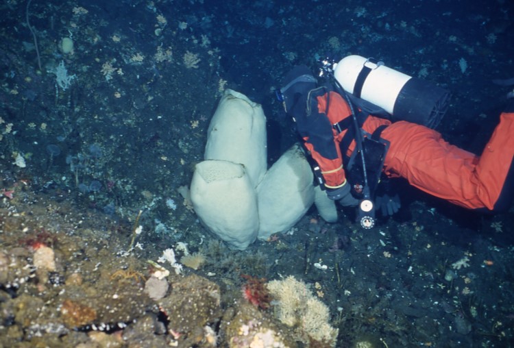 Under the Sea - Canadian Museum of Nature