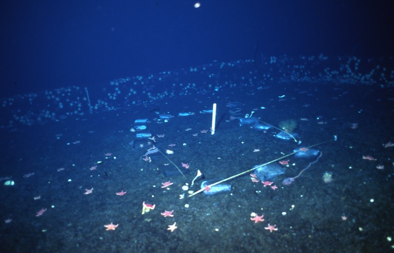 Under the Sea - Canadian Museum of Nature