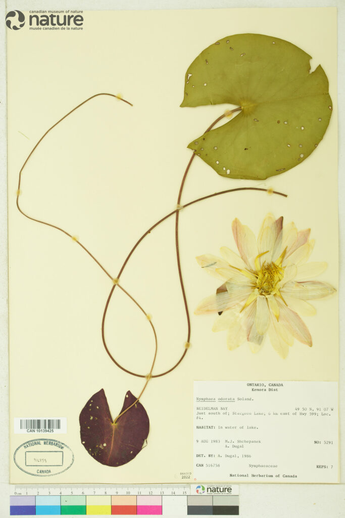 Capturer les collections - Musée canadien de la nature