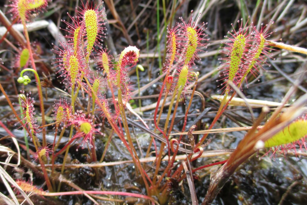 Capture the Collections - Canadian Museum of Nature