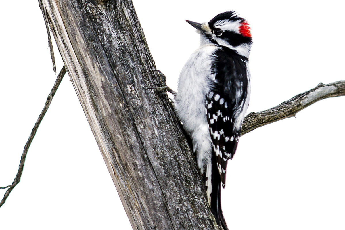 Bingo: Birds in Winter - Canadian Museum of Nature
