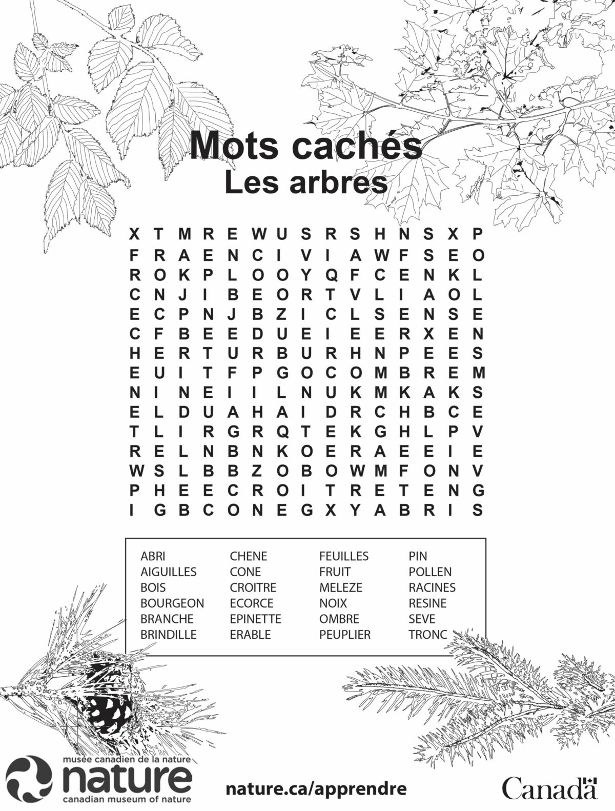 Mots cachés : les arbres - Musée canadien de la nature