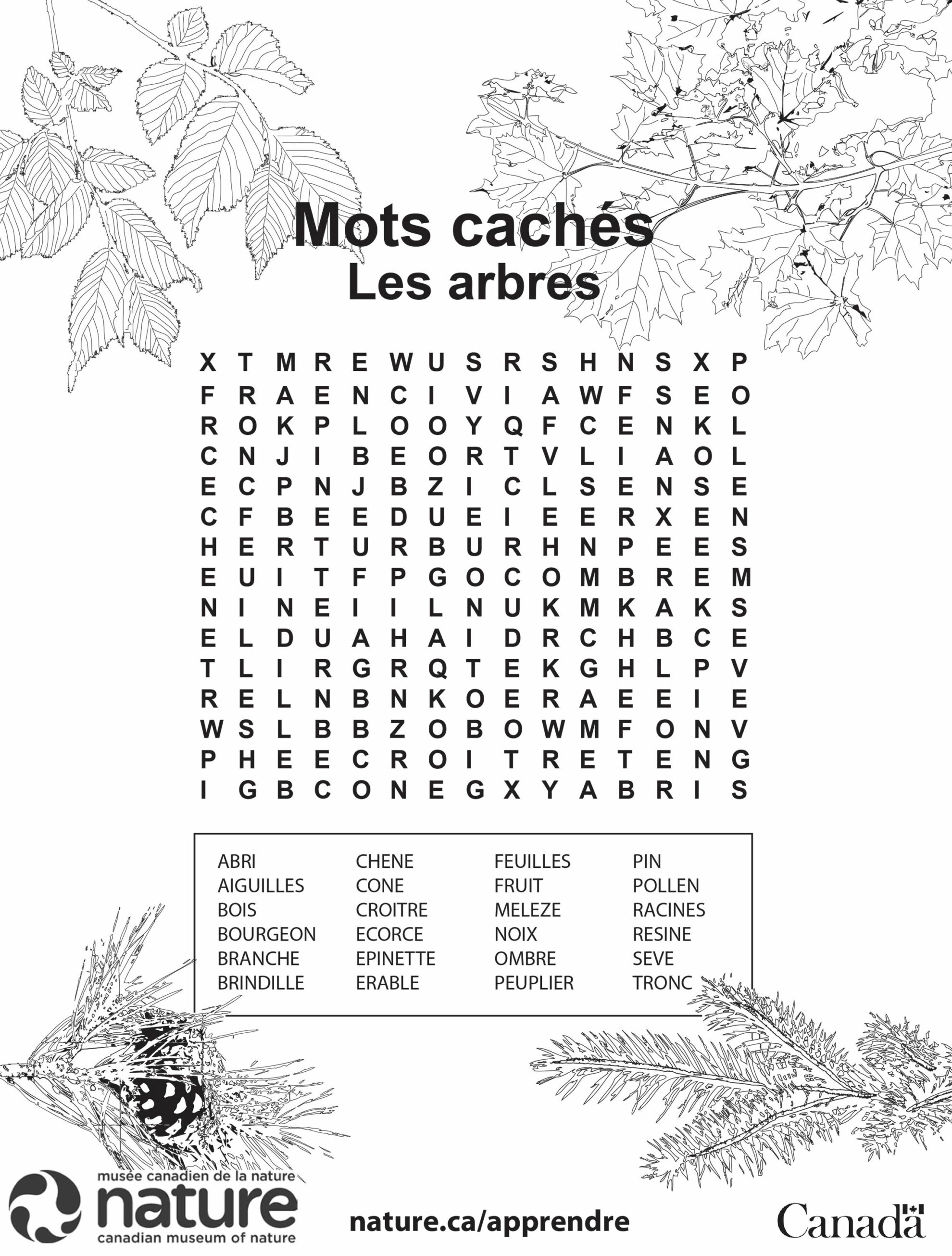 Mots cachés : les arbres - Musée canadien de la nature