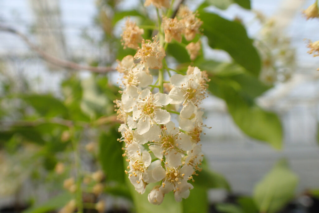 Buying Native Plants - Canadian Museum of Nature