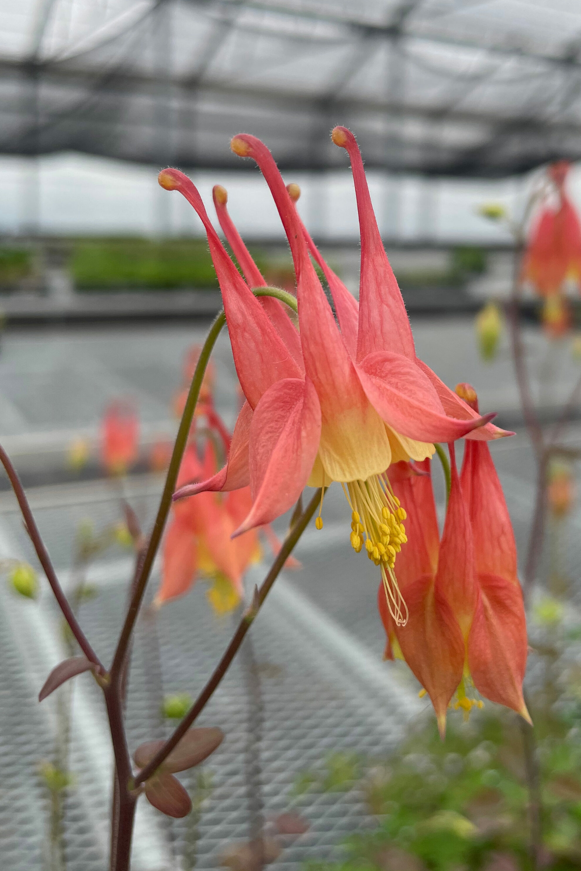 Buying Native Plants - Canadian Museum of Nature