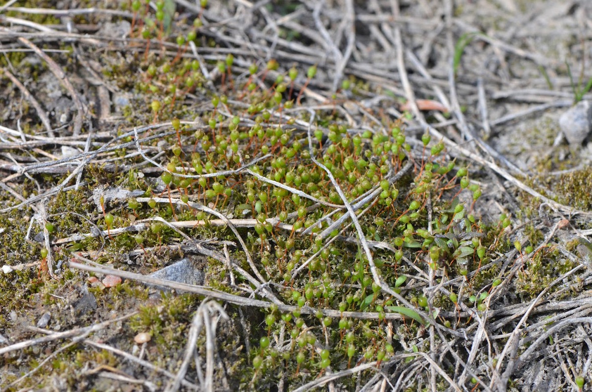 A “moss-ome” summer! - Canadian Museum of Nature