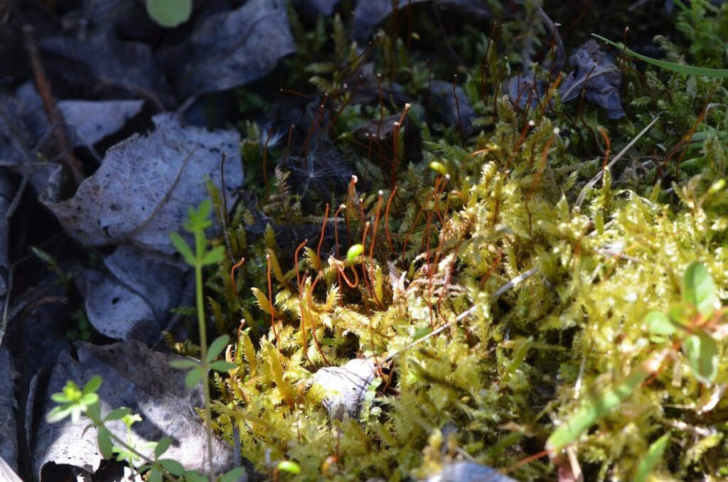 A “moss-ome” summer! - Canadian Museum of Nature