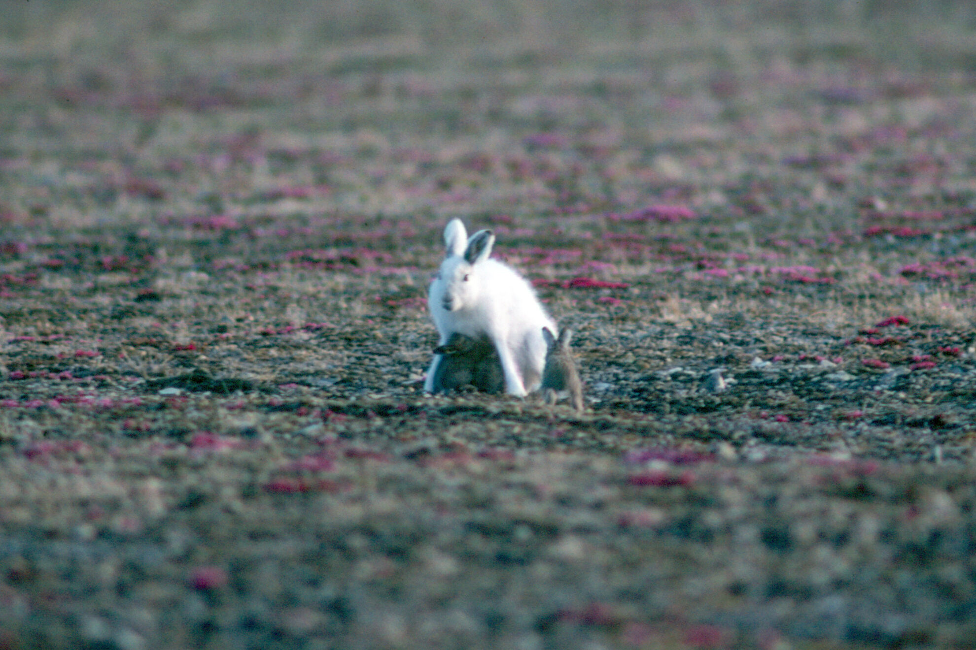 Crosswords: Arctic Hares - Canadian Museum of Nature
