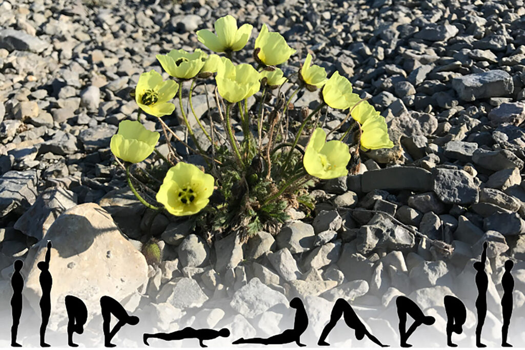 S'étirer comme une plante de l'Arctique - Musée canadien de la nature