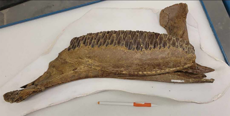 Wolf Evolution - Canadian Museum of Nature