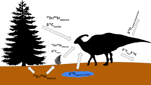 Duck-Billed Dinosaurs on the Move! - Canadian Museum of Nature