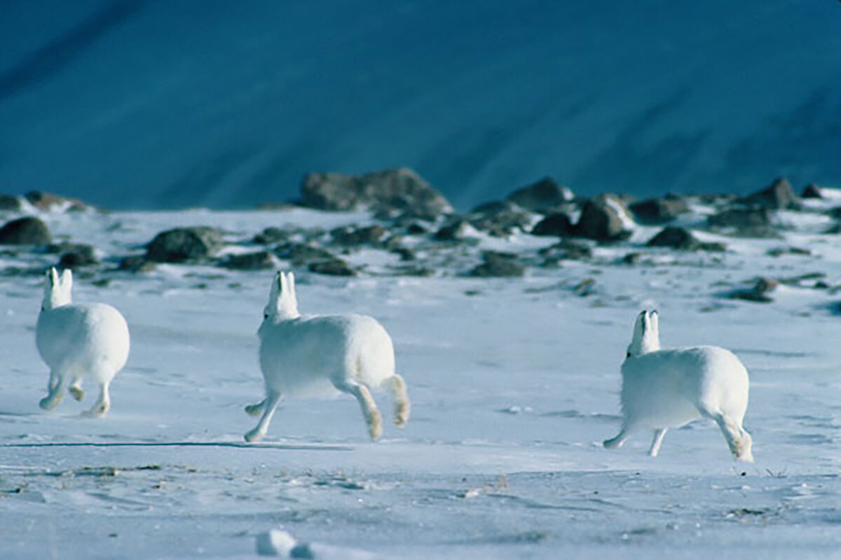 Word Search: Arctic Hares - Canadian Museum of Nature
