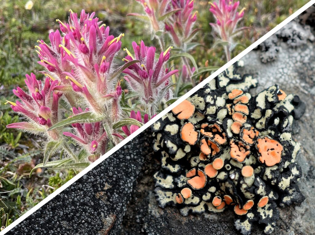 Moss and Lichen: Wait, what’s the difference? - Canadian Museum of Nature