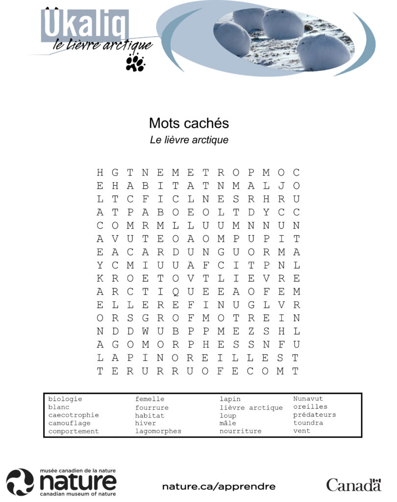 Mots cachés : le lièvre arctique - Musée canadien de la nature