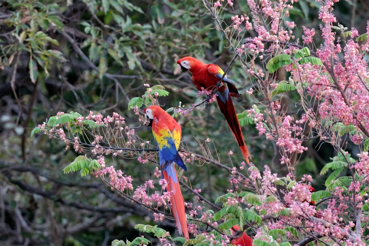 Butterflies in Flight - Canadian Museum of Nature