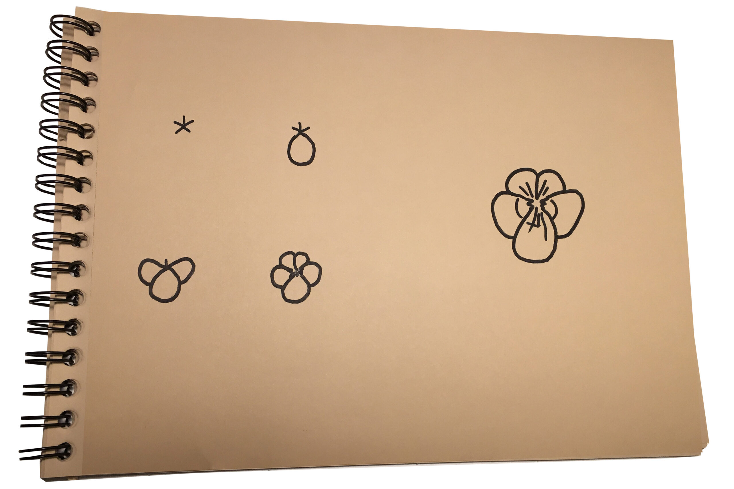 Peignez les emblèmes floraux du Canada à la craie - Musée canadien de ...