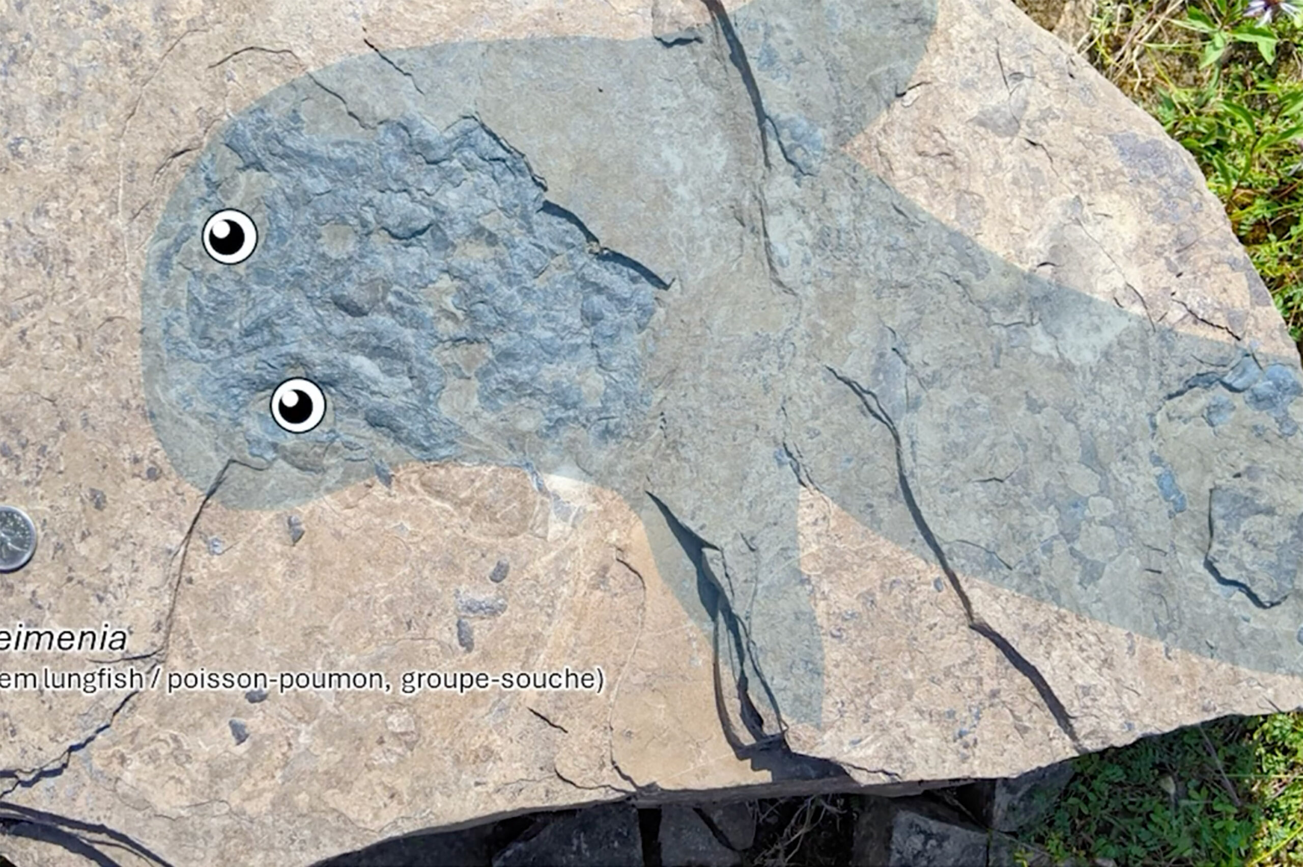 Fish Fossils in Canada's Northwest Territories - Canadian Museum of Nature