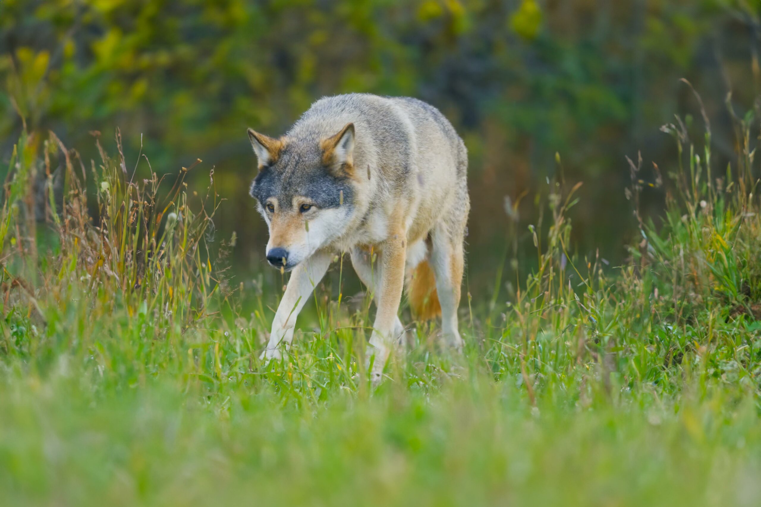 Wolves: Cool Facts! - Canadian Museum of Nature