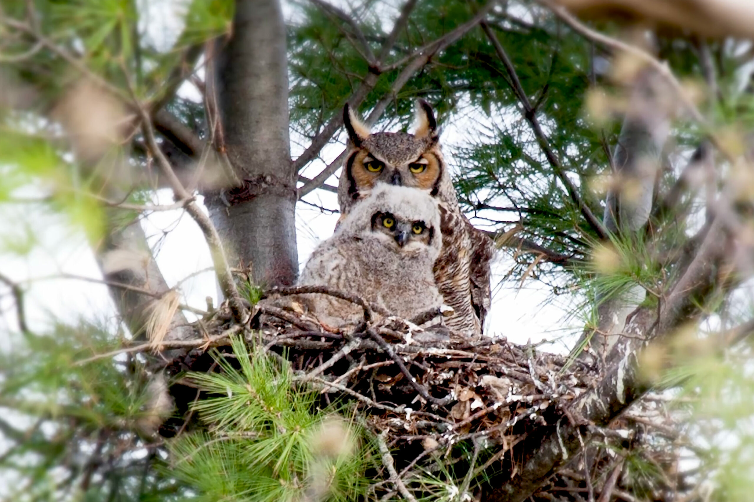 Hou hou… faits intéressants sur les hiboux et les chouettes au Canada ...