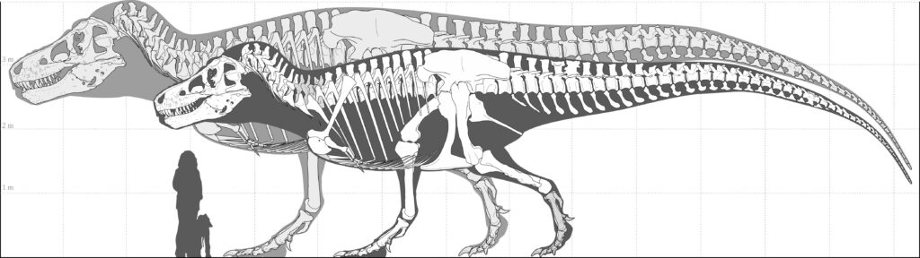 Size of T. rex - Canadian Museum of Nature