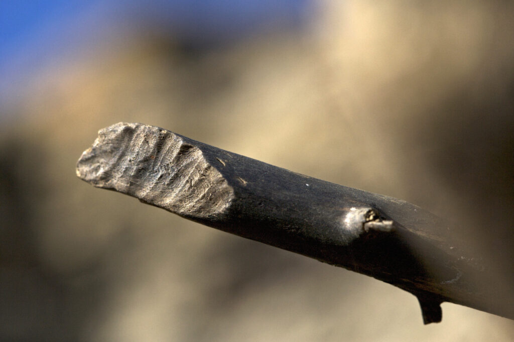 Palaeobiology Collections - Canadian Museum of Nature