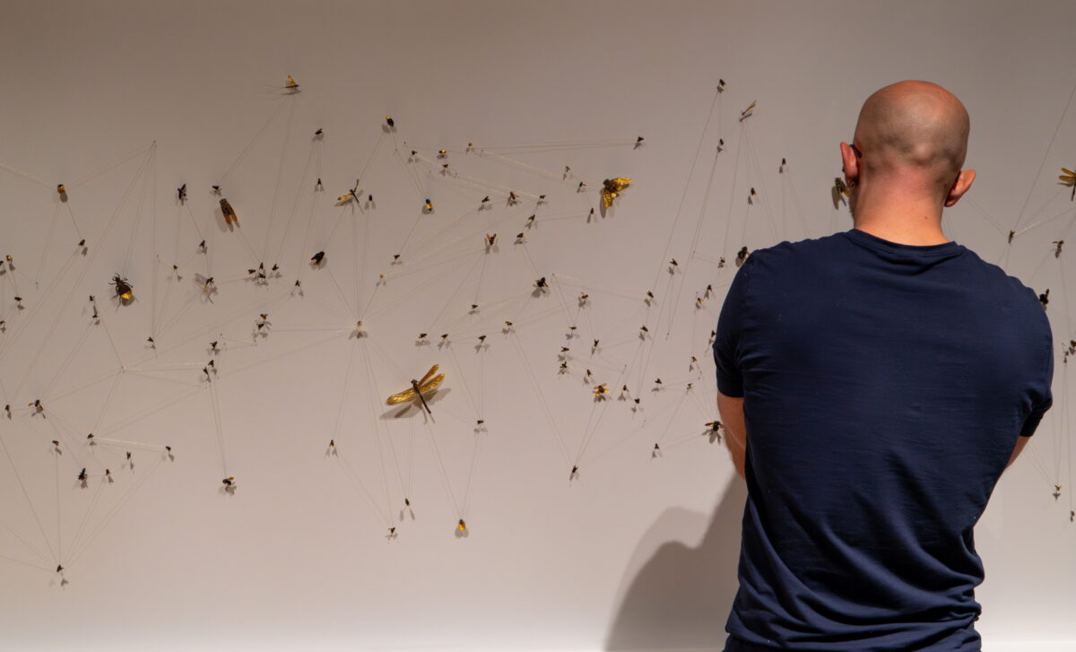 Rewilding through art - Canadian Museum of Nature