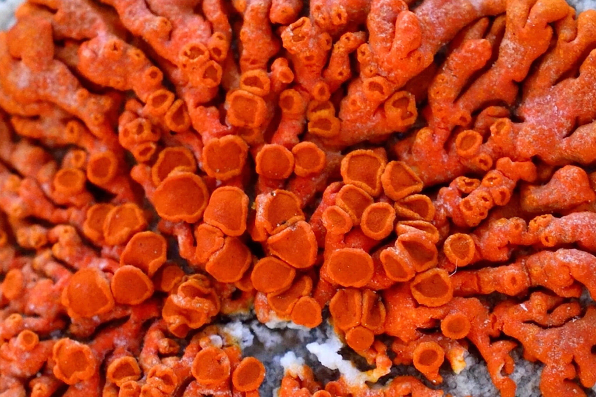 Fluorescent Lichens: Dazzling Creatures of Light - Canadian Museum of ...