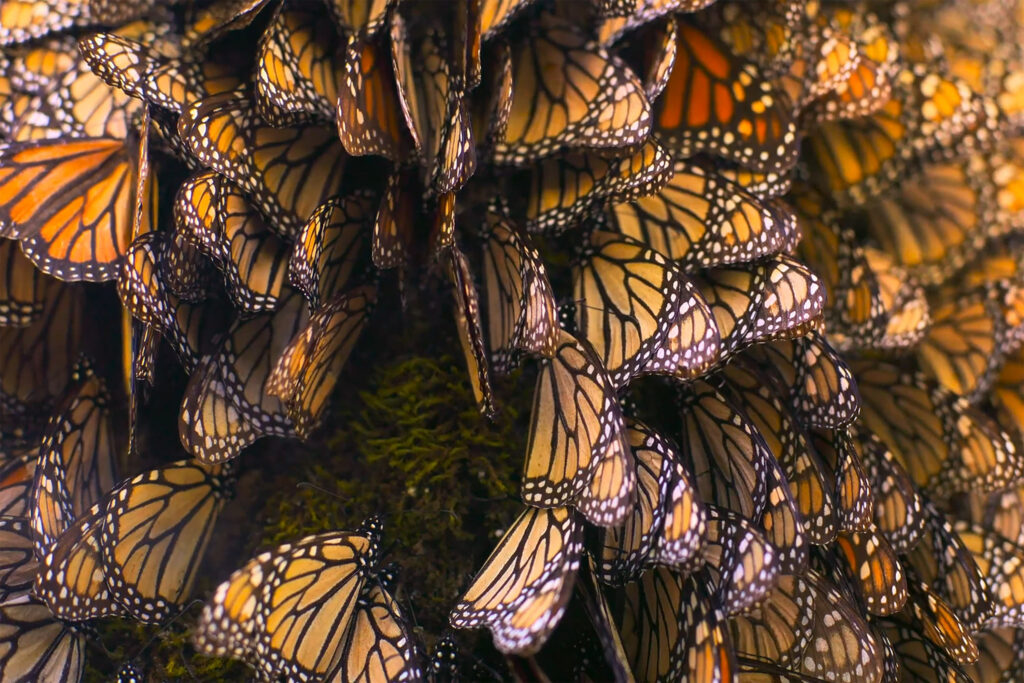 Butterflies in Flight - Canadian Museum of Nature