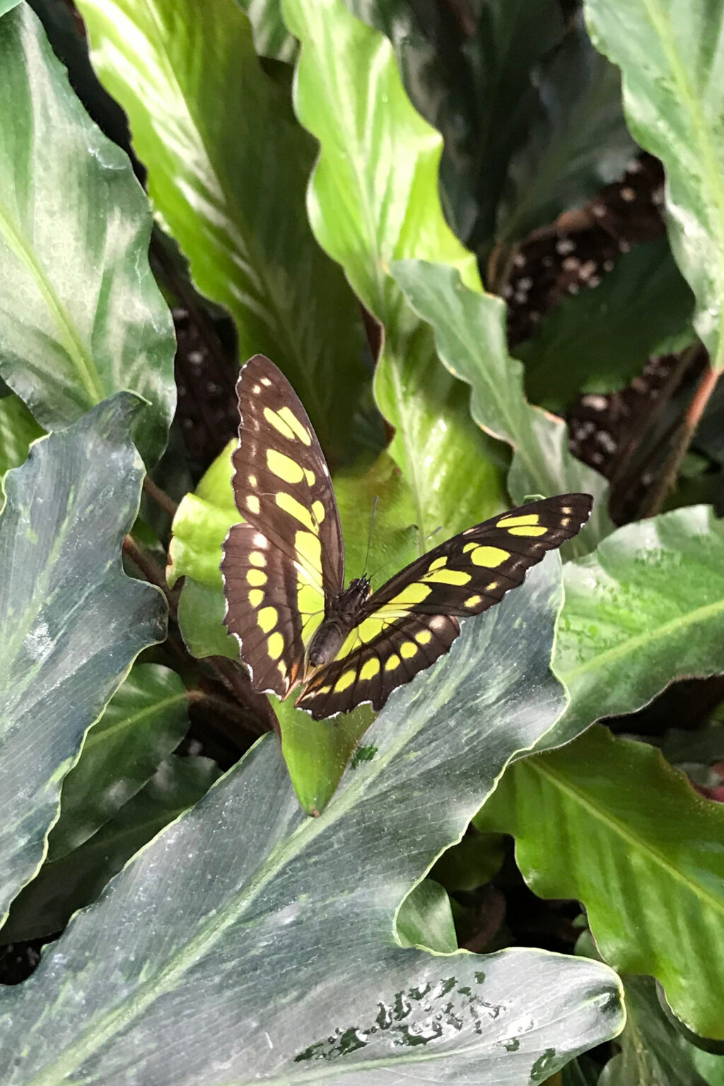 Butterflies in Flight - Canadian Museum of Nature